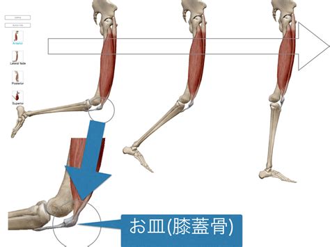 足の親指の付け根の底面の痛みが気になるの。。。種子骨炎！？ ほまれ接骨院