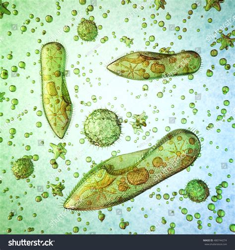 Protozoa Under Microscope 3d Illustration Stock Illustration 480744274