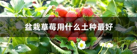 盆栽草莓用什么土种最好 如意谷