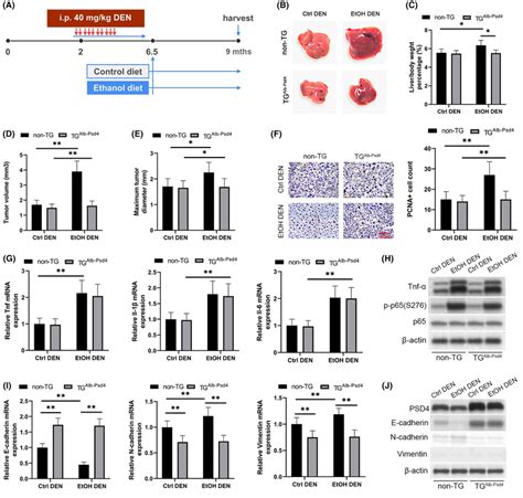 Ethanol Den‐induced Hcc Tumorigenesis And Emt Markers Suppressed By Download Scientific Diagram