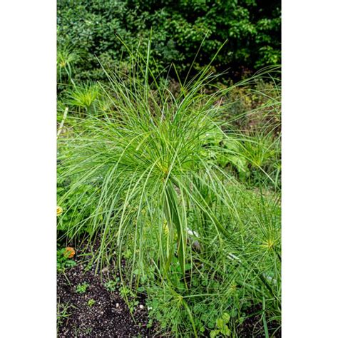 Papyrus Ornamental Grass Pinetree Garden Seeds