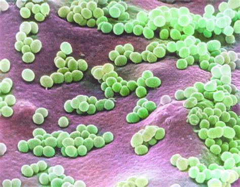 Micrococcus Sem Stock Image C058 7108 Science Photo Library