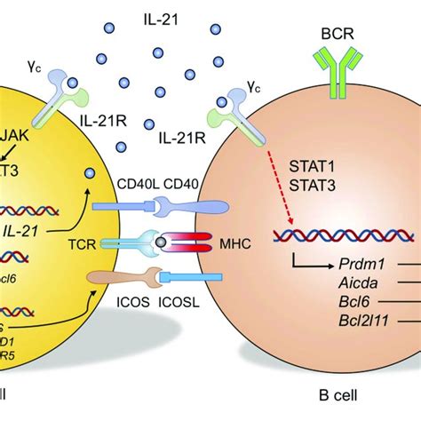 Semiquantitative Analysis Of Mrna By The Reverse Download Scientific Diagram