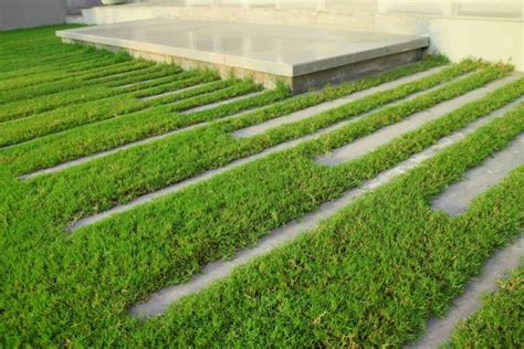 Grass Between Pavers How To Grow Or How To Get Rid Of It