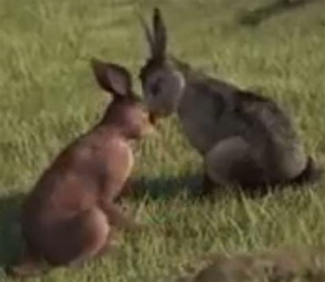 Strawberry Yunas Princess Adventure Wikia Fandom