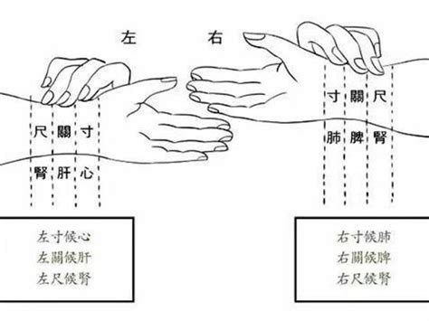 喜脉上中下三脉示意图一览出现三大感觉多是已好孕 柚喜问答