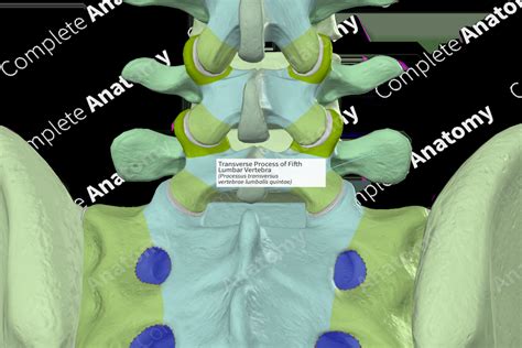 Transverse Processes Elongated C7 Transverse Process Radiology Case