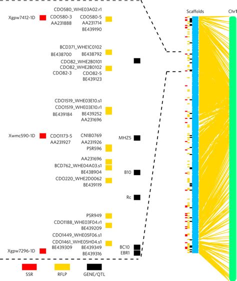 A High Resolution Integrated Genetic Map Which Assists Anchoring Download Scientific Diagram