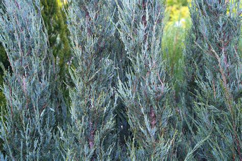 Juniper Trees Juniperus Moonglow Juniper Sugar Creek Gardens