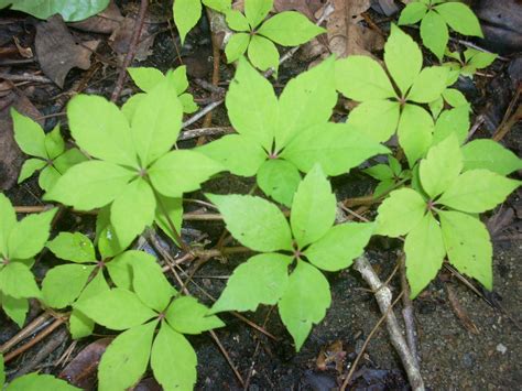 The Home Site Leaves Of Five Let It Thrive