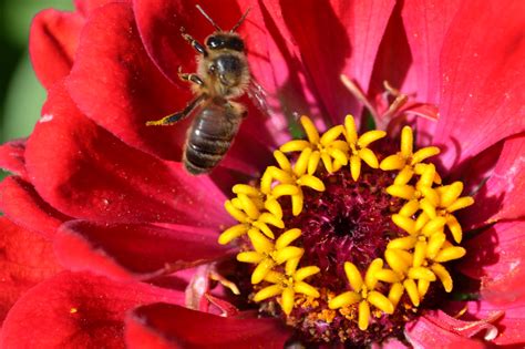 Flower Image Classifier Road To Ml