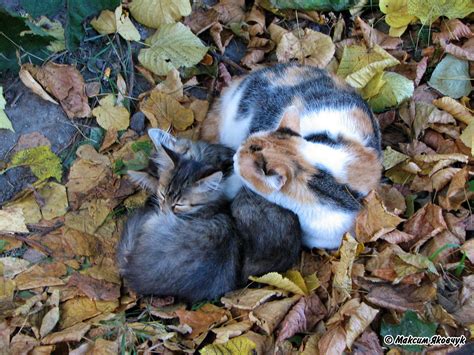 Коти Лісового | Кот, Фотографии, Фотоискусство