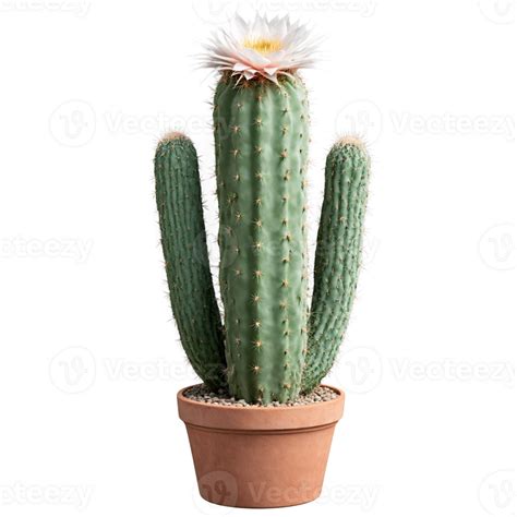 Fairy Castle Cactus Tall Columnar Cactus With Multiple Branches And White Spines In A Terracotta