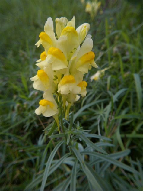 Scrophulariaceae Snapdragon