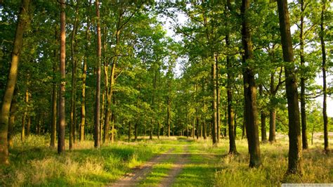 Forest wallpaper | 1600x900 | #47098