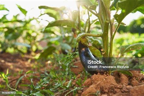 토양에있는 유기 가지 잡초로 둘러싸여 있습니다 태양은 뒤에서 나뭇잎을 통해 빛납니다 정면에서 지상 수준의 가지 가지 채소에 대한 스톡 사진 및 기타 이미지 Istock
