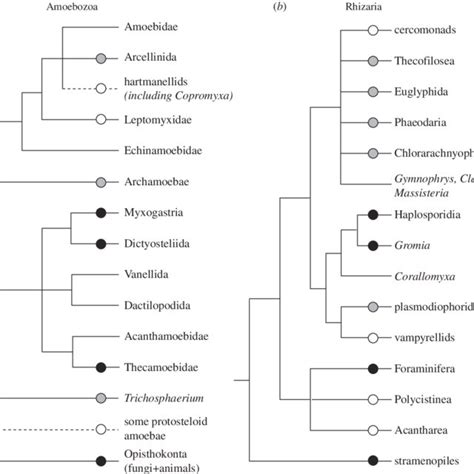 Distribution And Types Of Evidence For Sex In The Main Lineages Of The