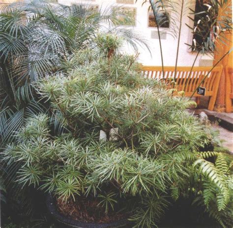 银杉属 刺柏属 银杉树图片 大山谷图库