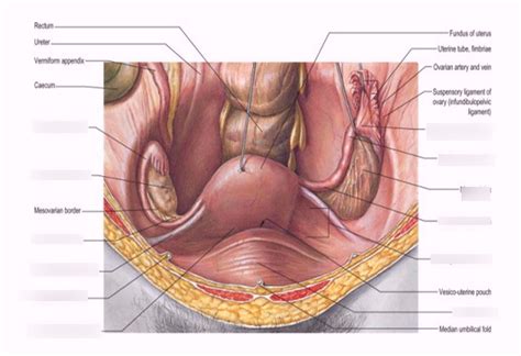 Appendix Diagram Female
