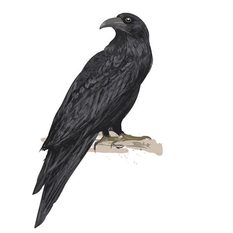 검은 까마귀 손으로 그린 벡터 일러스트 레이 션 프리미엄 벡터