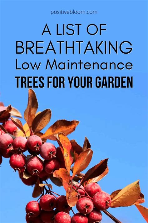 A List Of Breathtaking Low Maintenance Trees For Your Garden
