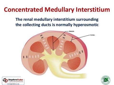 Osmoregulation Urine Dilution And Concentration