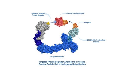 Protein Degradation — Cullgen