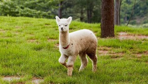 보기만 해도 힐링 된다”···얼굴만큼 귀여운 알파카의 ‘빵실빵실한 엉덩이 인사이트