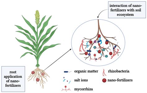 The Role Of Nano Fertilizers In Sustainable Agriculture Boosting Crop Yields And Enhancing Quality