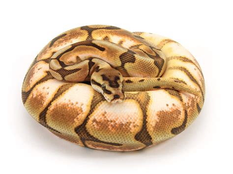 The Spider Morph Why I Don T Support It Reptiles Amino