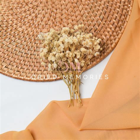 Dried Small Gypsophila Preserved Dried Flowers Dried Memories Ph