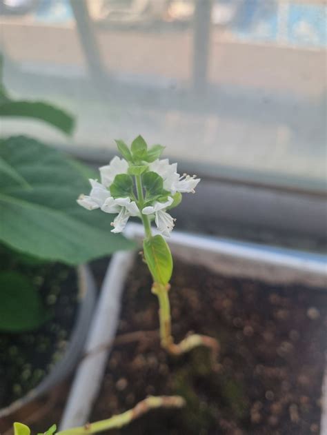 식물갤러리 보기 귀하다는 바질꽃 Daum 카페