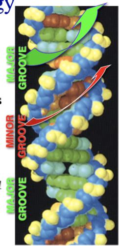 Cell Bio Dna Structure And Replication Flashcards Quizlet