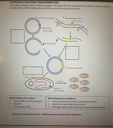 Solved Overview Of Bacteria Transformation Instructions
