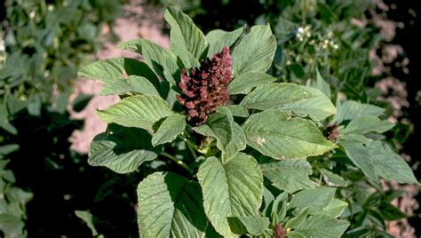 10 Toxic Pasture Weeds How To Identify And Manage Drovers