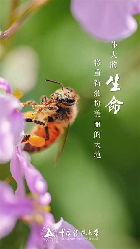 中传限定战疫壁纸冬将尽春可期 澎湃号政务 澎湃新闻 The Paper