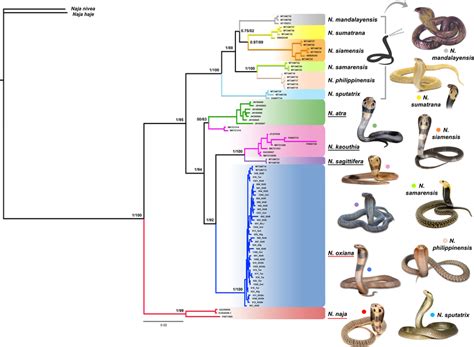 Bayesian Tree Reconstructed Using The Concatenated Mtdna Dataset Download Scientific Diagram