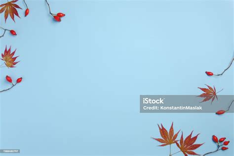 가을 구성 파스텔 블루 배경에 장미 엉덩이와 잎의 말린 열매 가을 가을 겨울 컨셉 플랫 레이 상단 보기 복사 공간 0명에 대한
