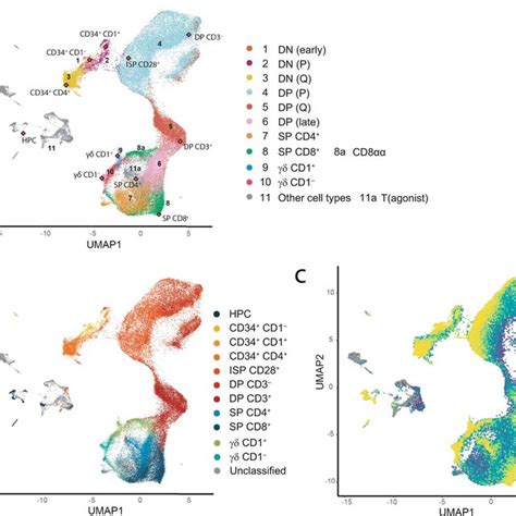 Integration Of Bulk RNAseq With Single Cell RNAseq Of Human Postnatal Download Scientific