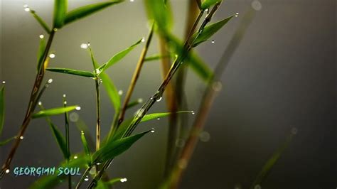 გაწვიმდება ისევ ერთ დროს შოთა ნიშნიანიძე Youtube