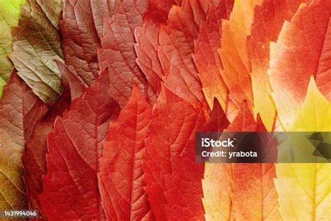 자연 질감 배경으로 가을 빨간색 녹색 노란색 잎의 매크로 사진 그라디언트 가을 색상은 나뭇잎 질감이 가까이있는 미적 배경 가을