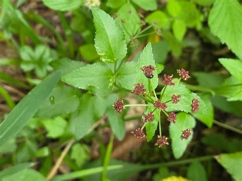 Purple Meadow Parsnip Thaspium Trifoliatum Western Carolina Botanical Club Purple Meadow Parsnip Thaspium Trifoliatum Western Carolina Botanical Club