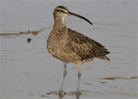 Whimbrel Arran Birding
