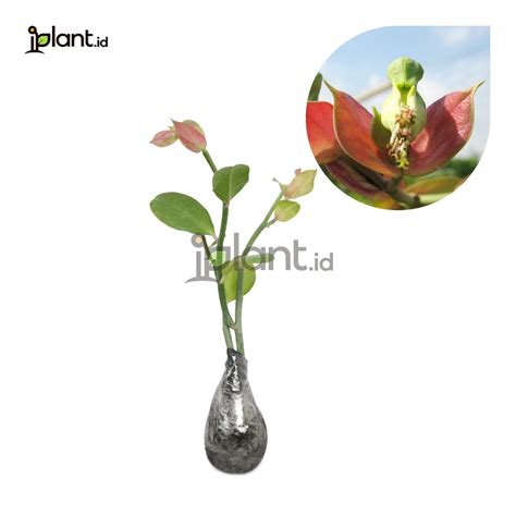 Tanaman Hias Cucak Rowo