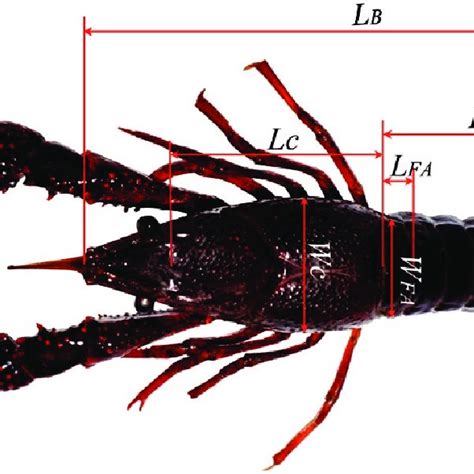 Procambarus Clarkii Size Classes Relative Frequency Distribution In