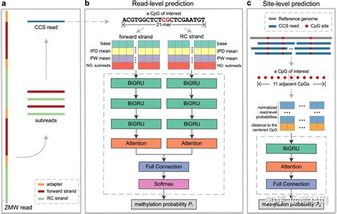 中南大学王建新教授团队等在单倍型甲基化检测研究中取得重要进展 知乎