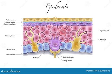 Epidermis Structure Cartoon Vector 266037435