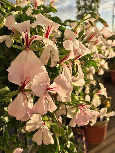 My Beautiful Trailing Geraniums R Flowers