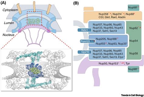 Nuclear Pore Complex Diagram