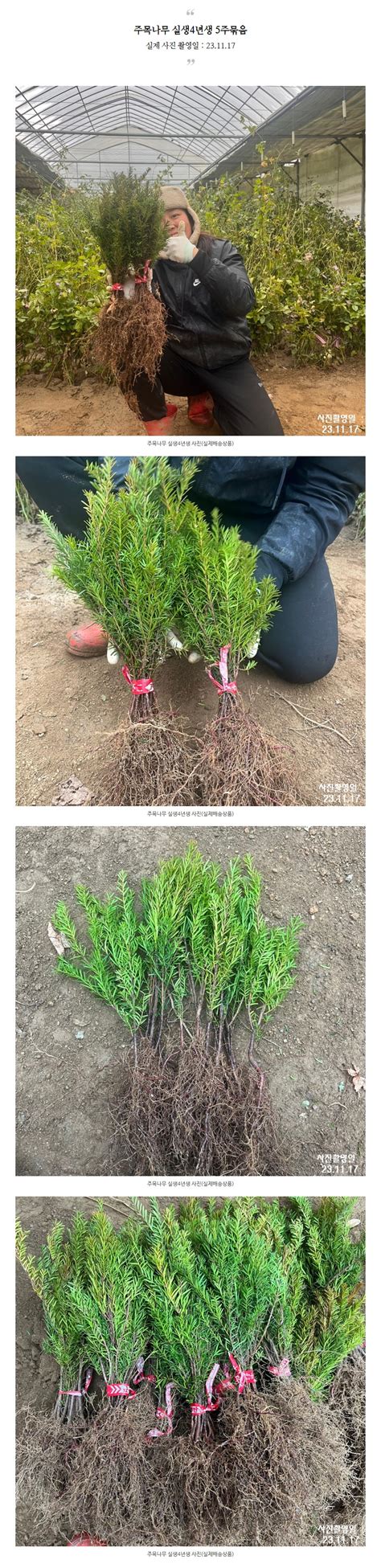 주목나무 묘목 실생 4년생 5주묶음 정원수 묘목조경인테리어 심폴 주목나무 묘목 실생 4년생 5주묶음 정원수 묘목조경인테리어 심폴